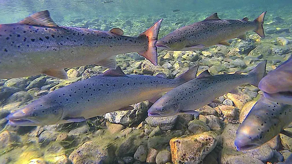 Kongsfjordelva | Norske Lakseelver
