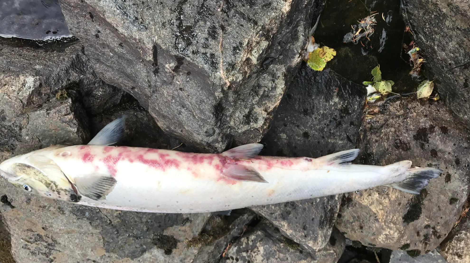 Furunkulose påvist i Nordland og Troms | Norske Lakseelver