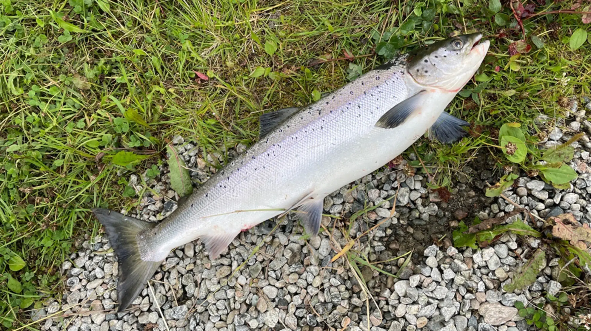 Dokumentasjon av fangst | Norske Lakseelver