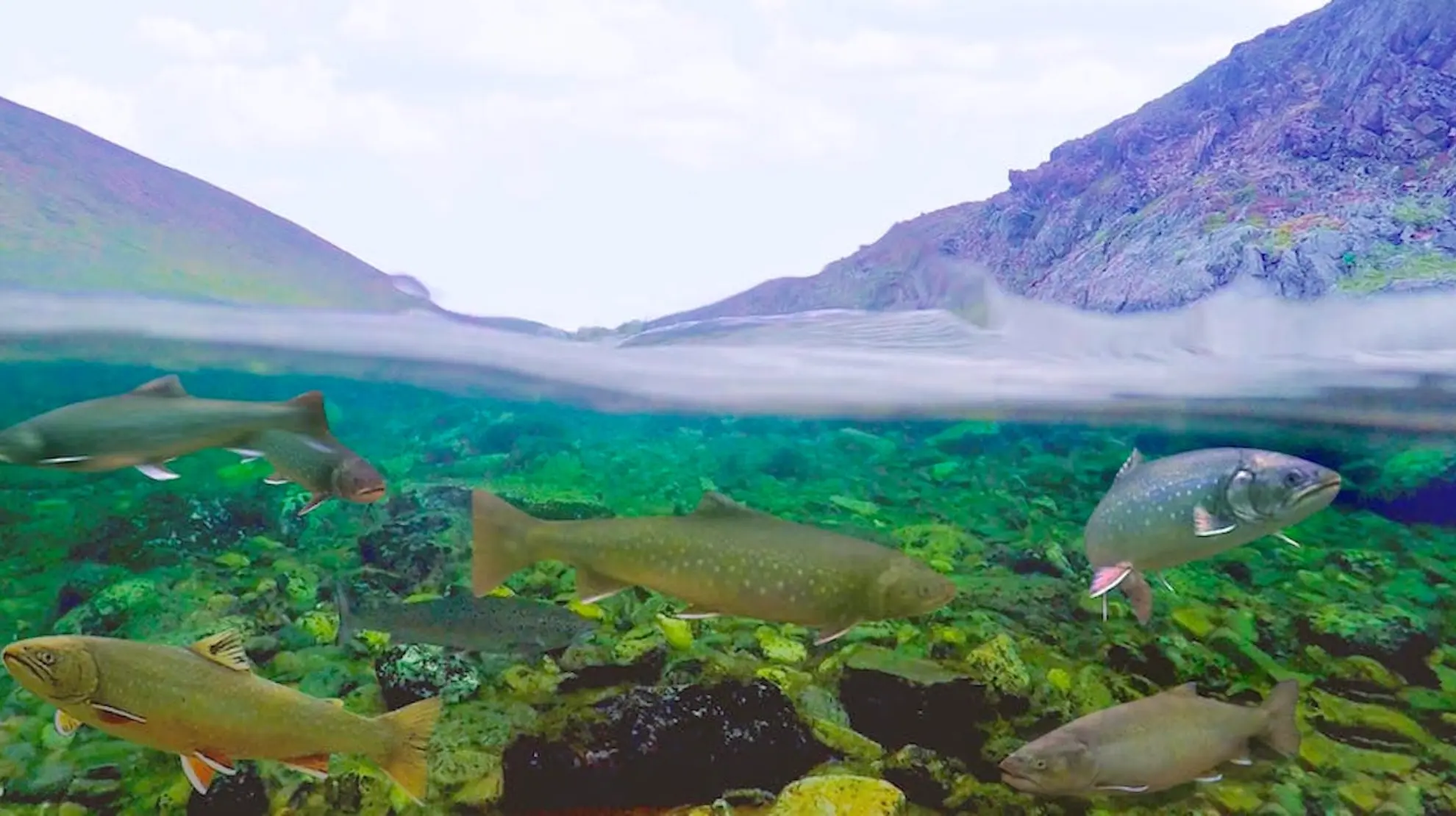 Hvordan vi forvalter elvene | Norske Lakseelver