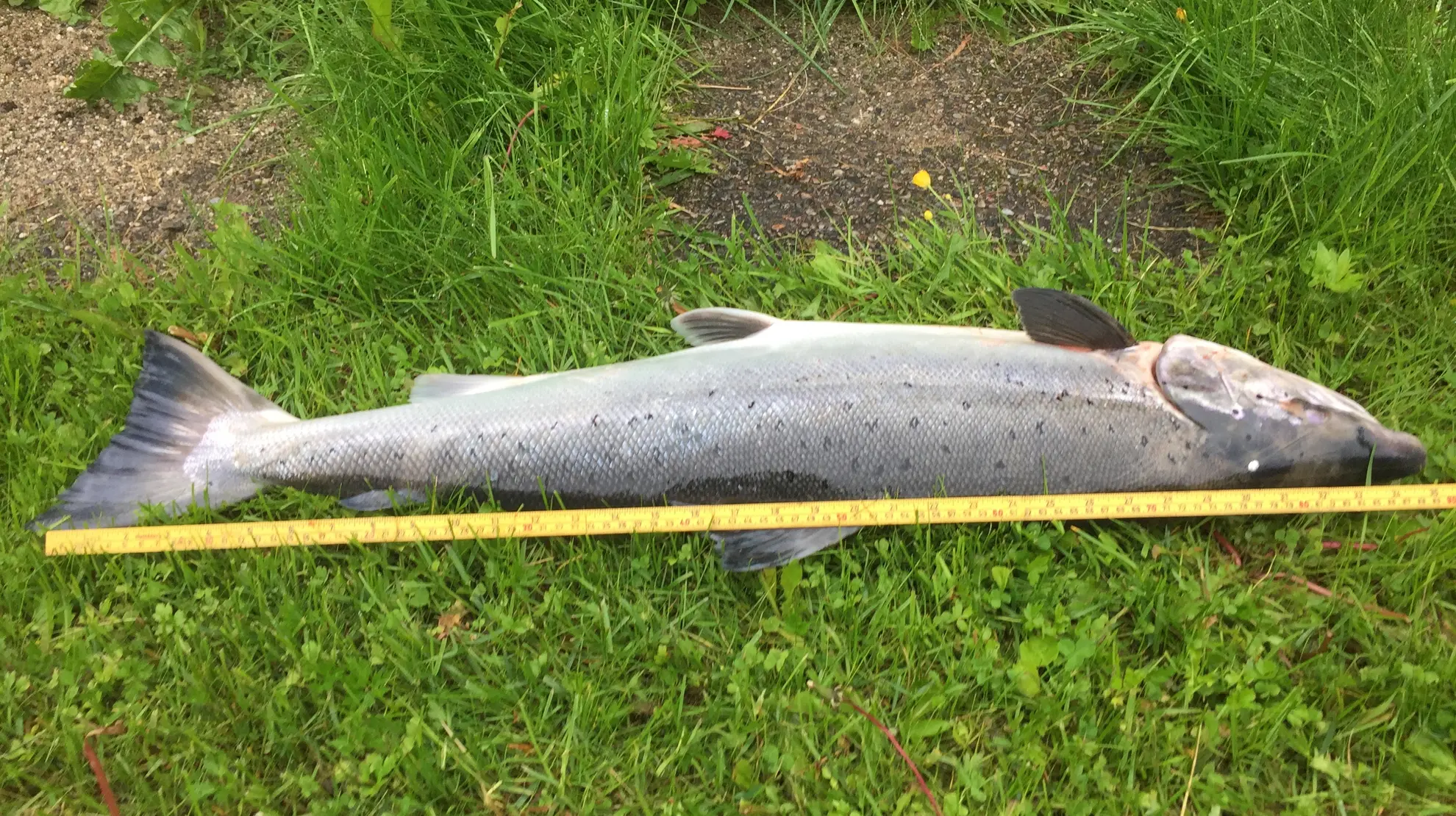 Hvordan anslå vekten på laks med bakgrunn i lengde. | Norske Lakseelver